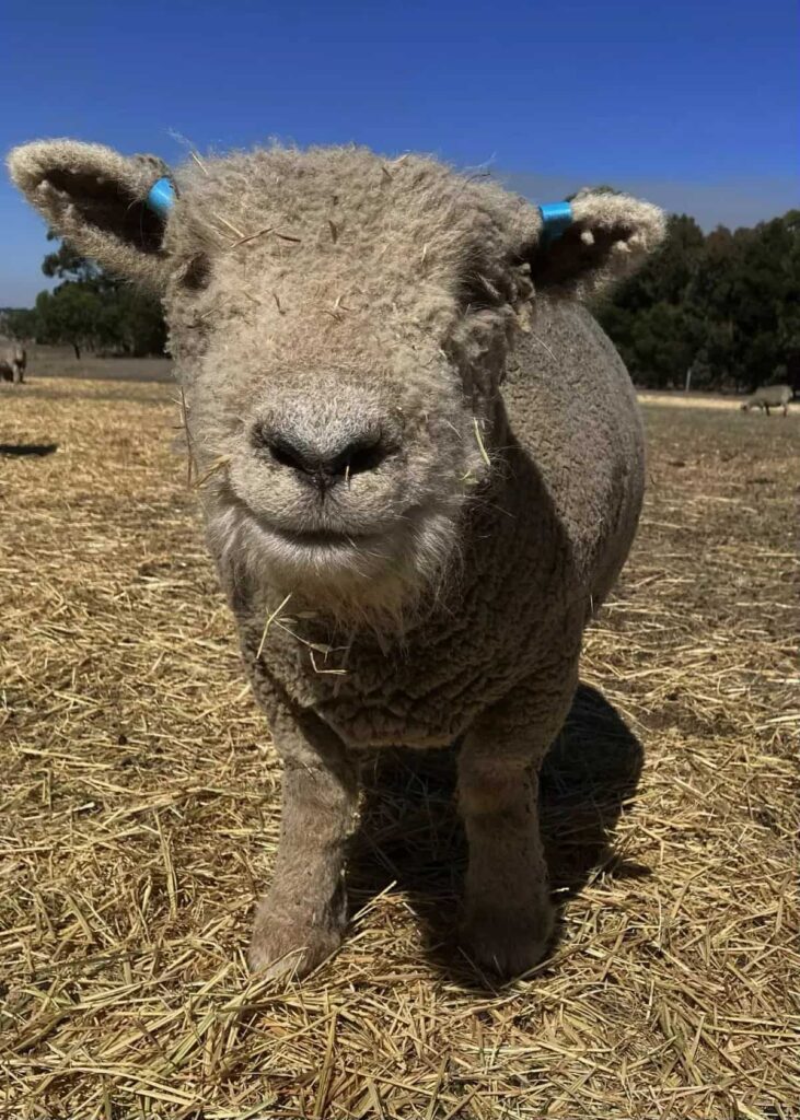 Babydoll Sheep Association of Australia – A network of Babydoll Sheep ...