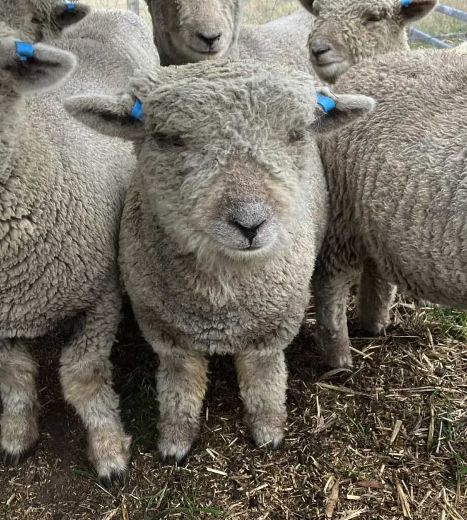 Babydoll Sheep Association of Australia – A network of Babydoll Sheep ...