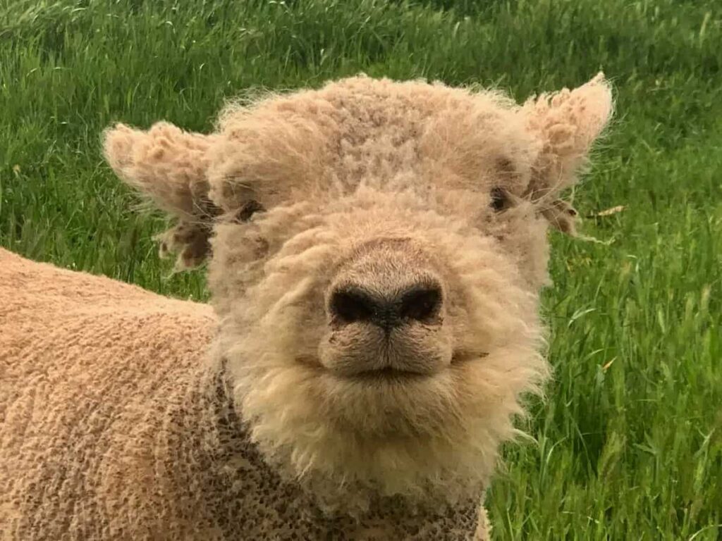 Babydoll Sheep Association of Australia – A network of Babydoll Sheep ...