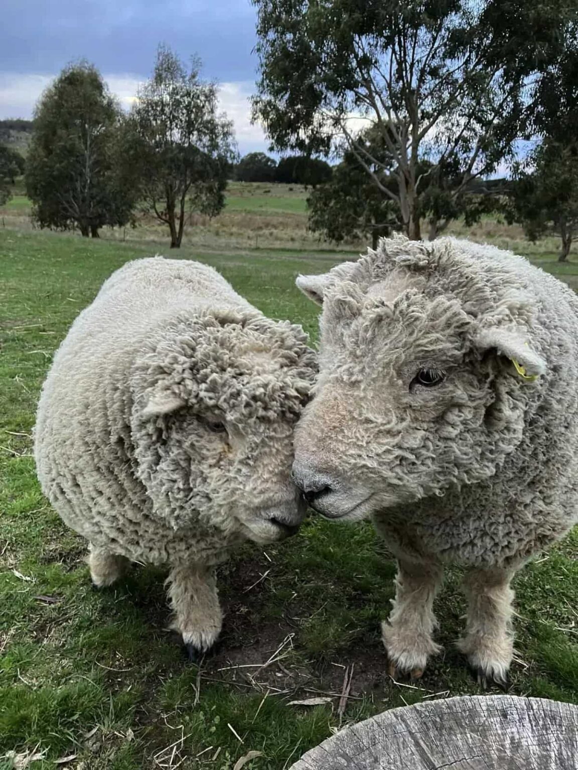 Babydoll Sheep Association of Australia – A network of Babydoll Sheep ...